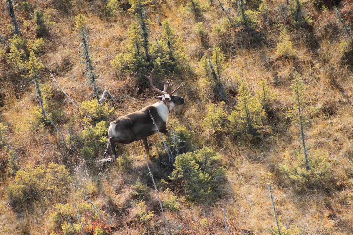 Le temps est compté pour les caribous de Val-d’Or – Caribou Forestier ...