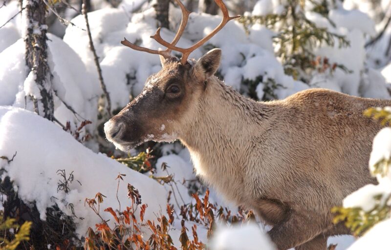 Actualité – Caribou Forestier de Val-d'Or