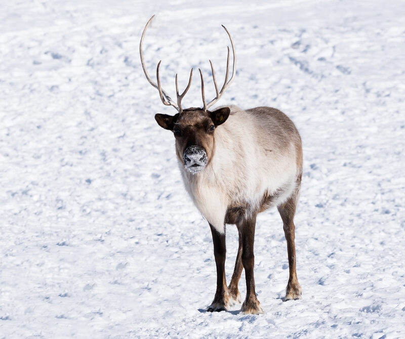 Caribou – Caribou Forestier de Val-d'Or