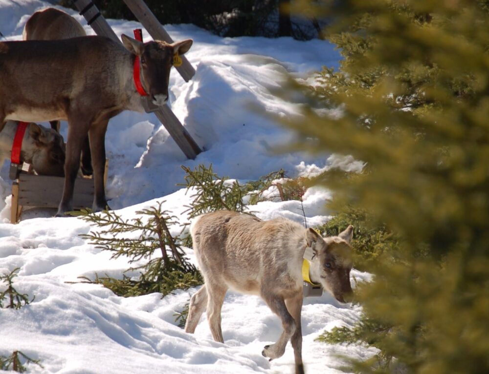 5 solutions to save the woodland caribou – Caribou Forestier de Val-d'Or