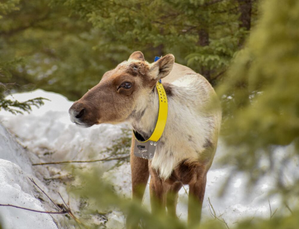 5 solutions to save the woodland caribou – Caribou Forestier de Val-d'Or
