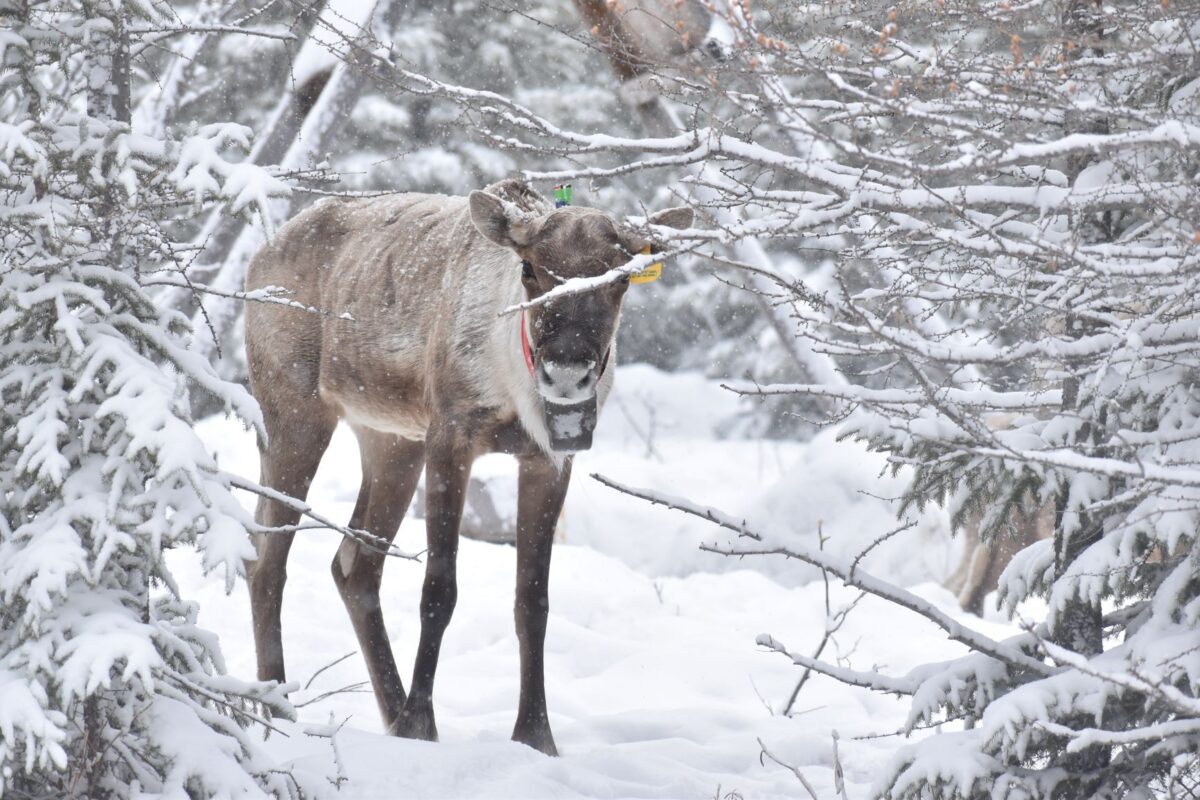 Le caribou forestier devant les tribunaux? – Caribou Forestier de Val-d'Or